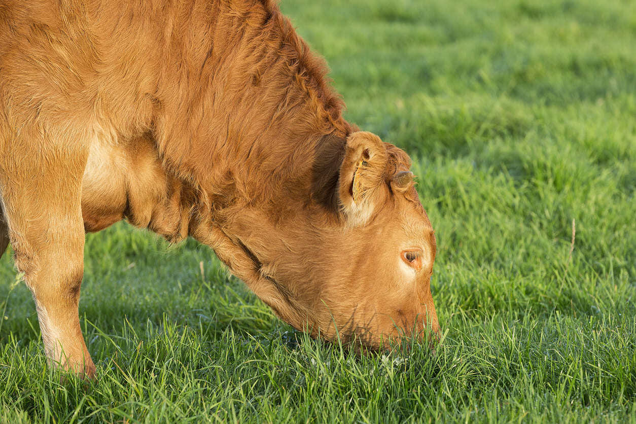 Beef cattle essentials: things to know when starting a cow-calf operation