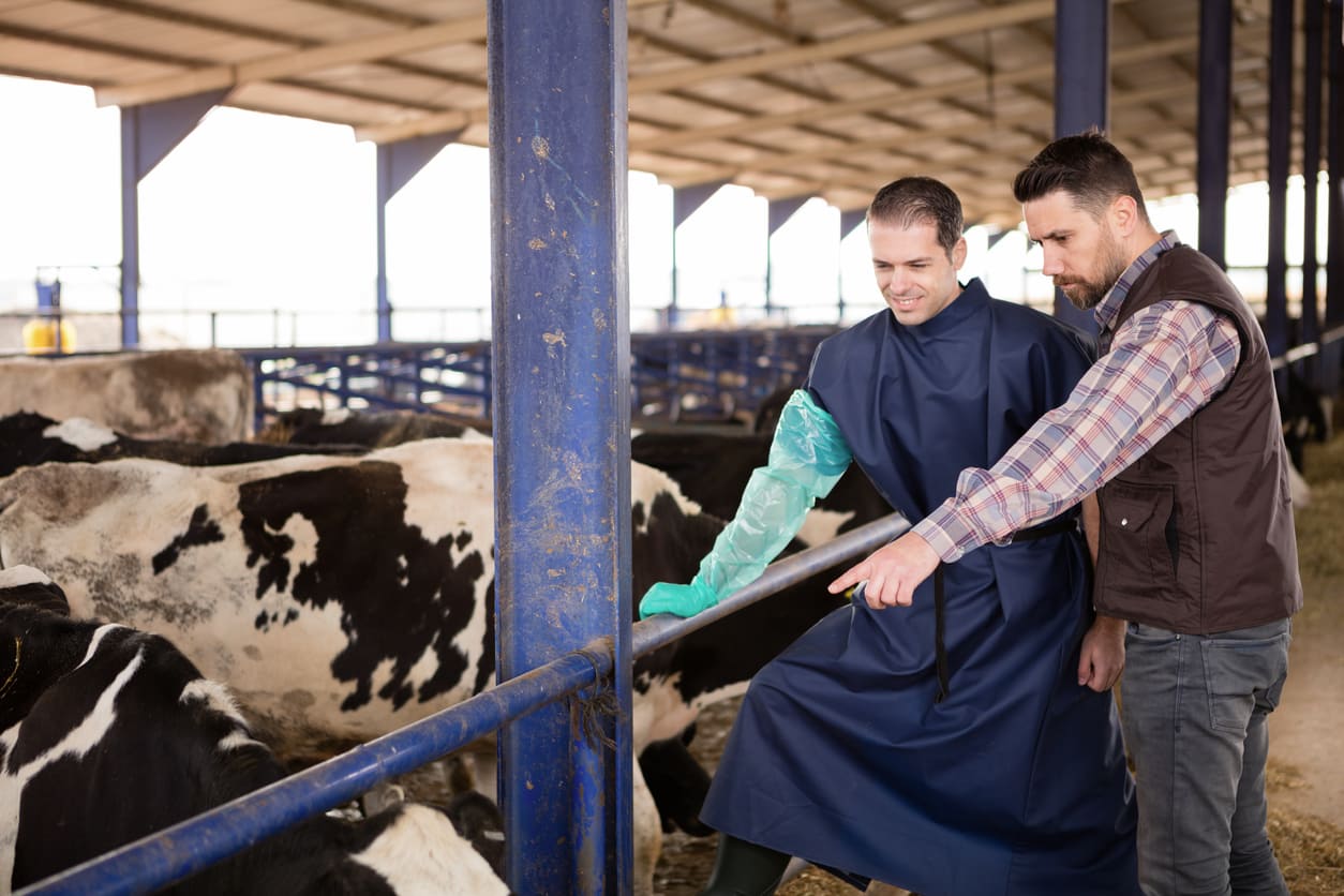 Pregnancy testing in cattle! Which options are available?