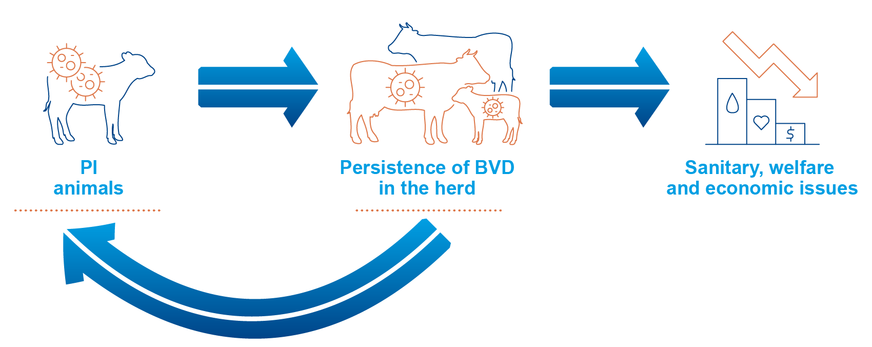 Cattle BVD: the relevance of PI animals