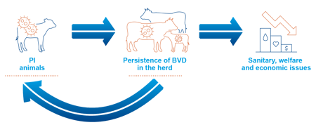 Cattle BVD: the relevance of PI animals
