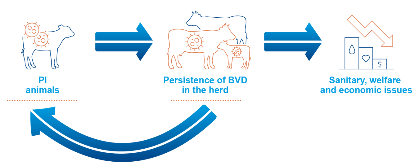 Cattle BVD: the relevance of PI animals