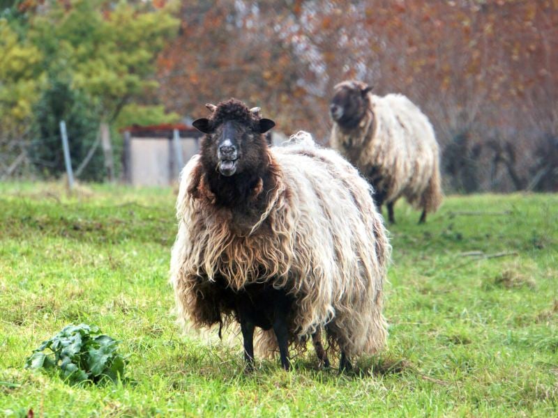 La oveja latxa: símbolo de Navarra y el País Vasco