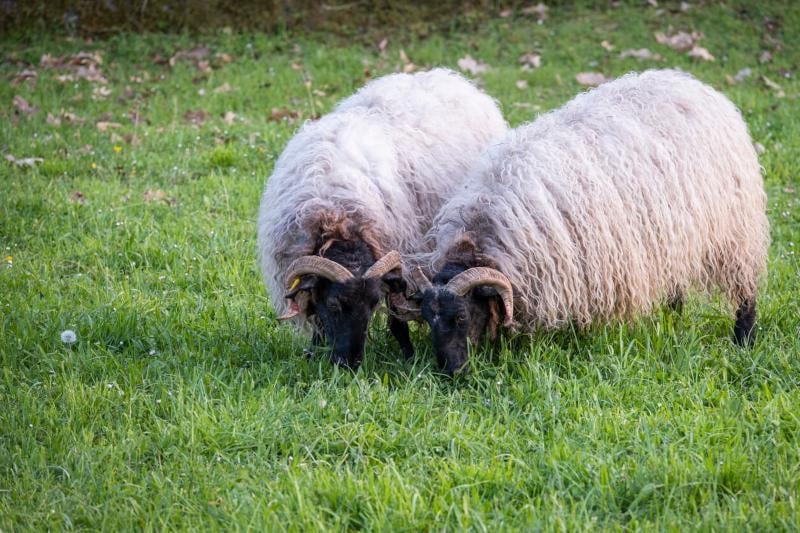 La oveja latxa: símbolo de Navarra y el País Vasco