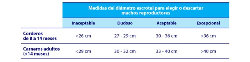 No podemos olvidarnos del macho de la oveja