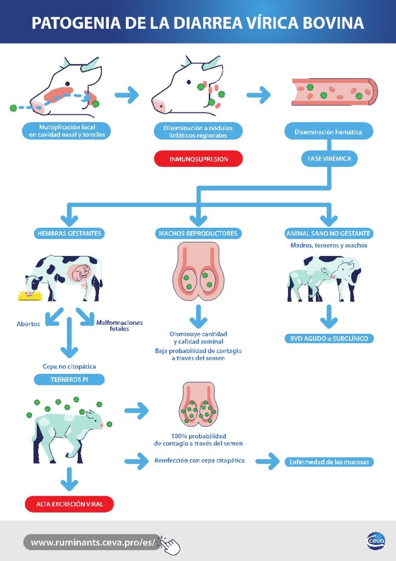 Patogenia de la diarrea vírica bovina: ¿cómo se produce la enfermedad?
