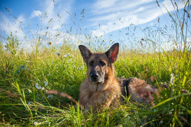 Perros pastores de ovejas: el compañero ideal del ganadero de extensivo