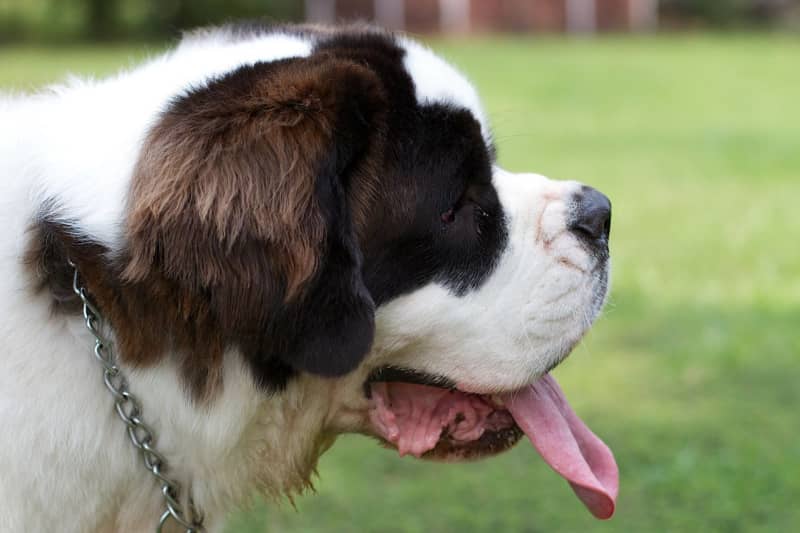 Perros pastores de ovejas: el compañero ideal del ganadero de extensivo