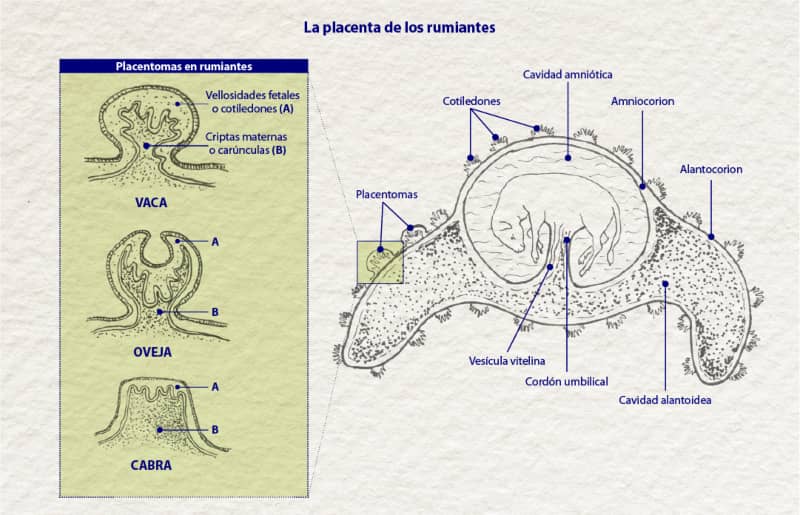 Retención placentaria en rumiantes I: por qué ocurre