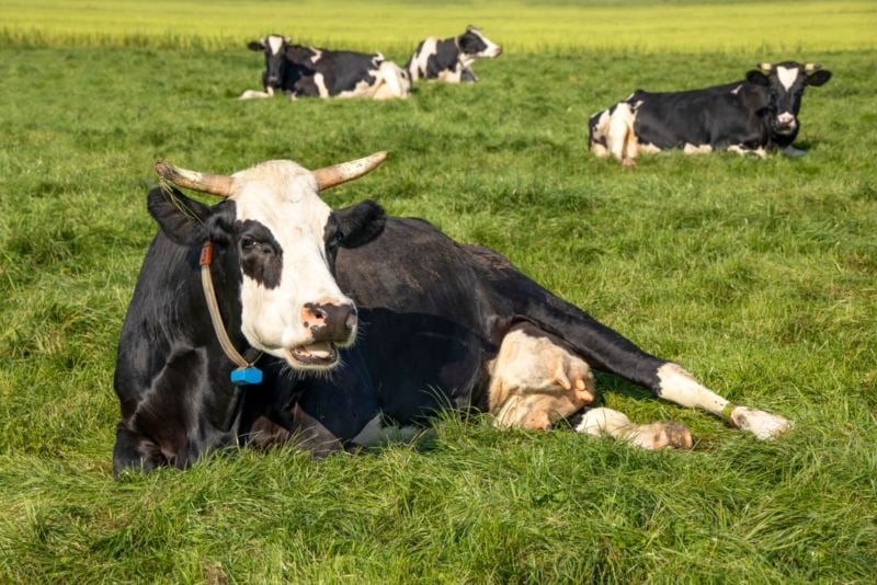 El rumen es el principal de los cuatro estómagos de los rumiantes
