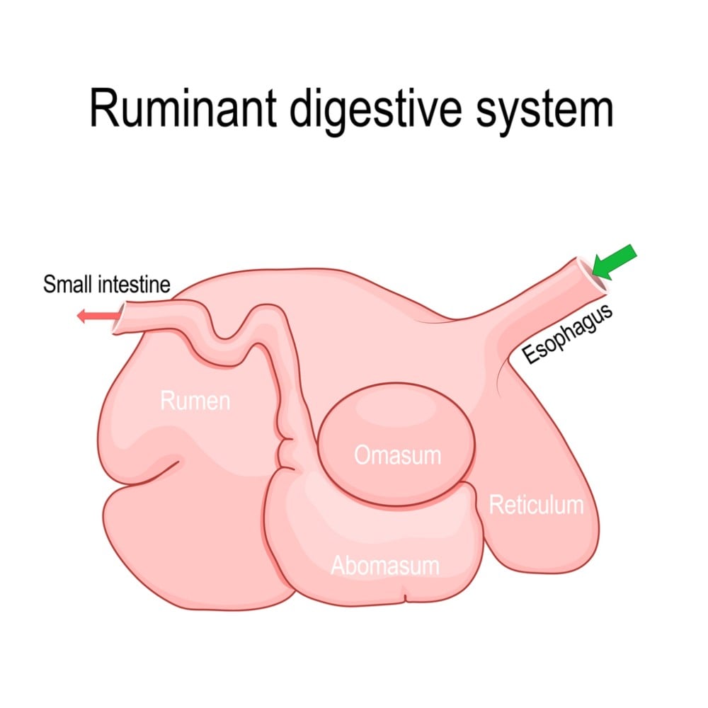 El rumen es el principal de los cuatro estómagos de los rumiantes