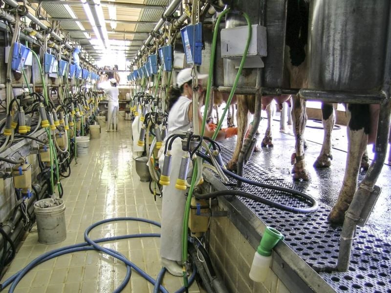 Sala de ordeño: considera todas las opciones