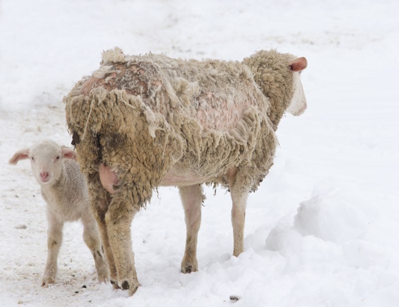 La sarna en ovejas: una amenaza para el bienestar de tu rebaño