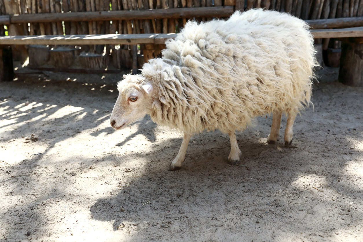 5 top dairy sheep breeds for exceptional milk production