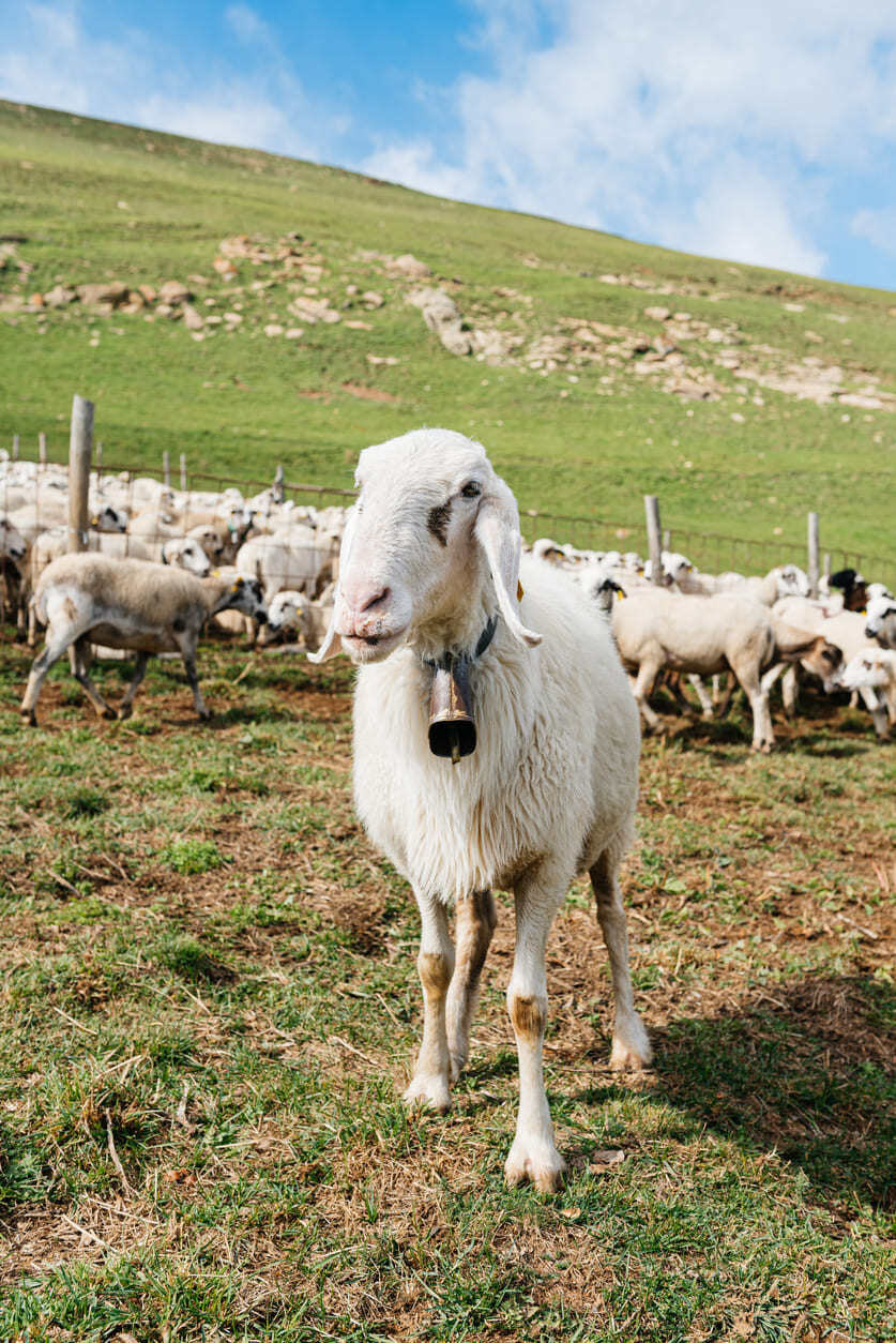 5 top dairy sheep breeds for exceptional milk production