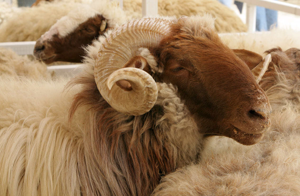 5 top dairy sheep breeds for exceptional milk production