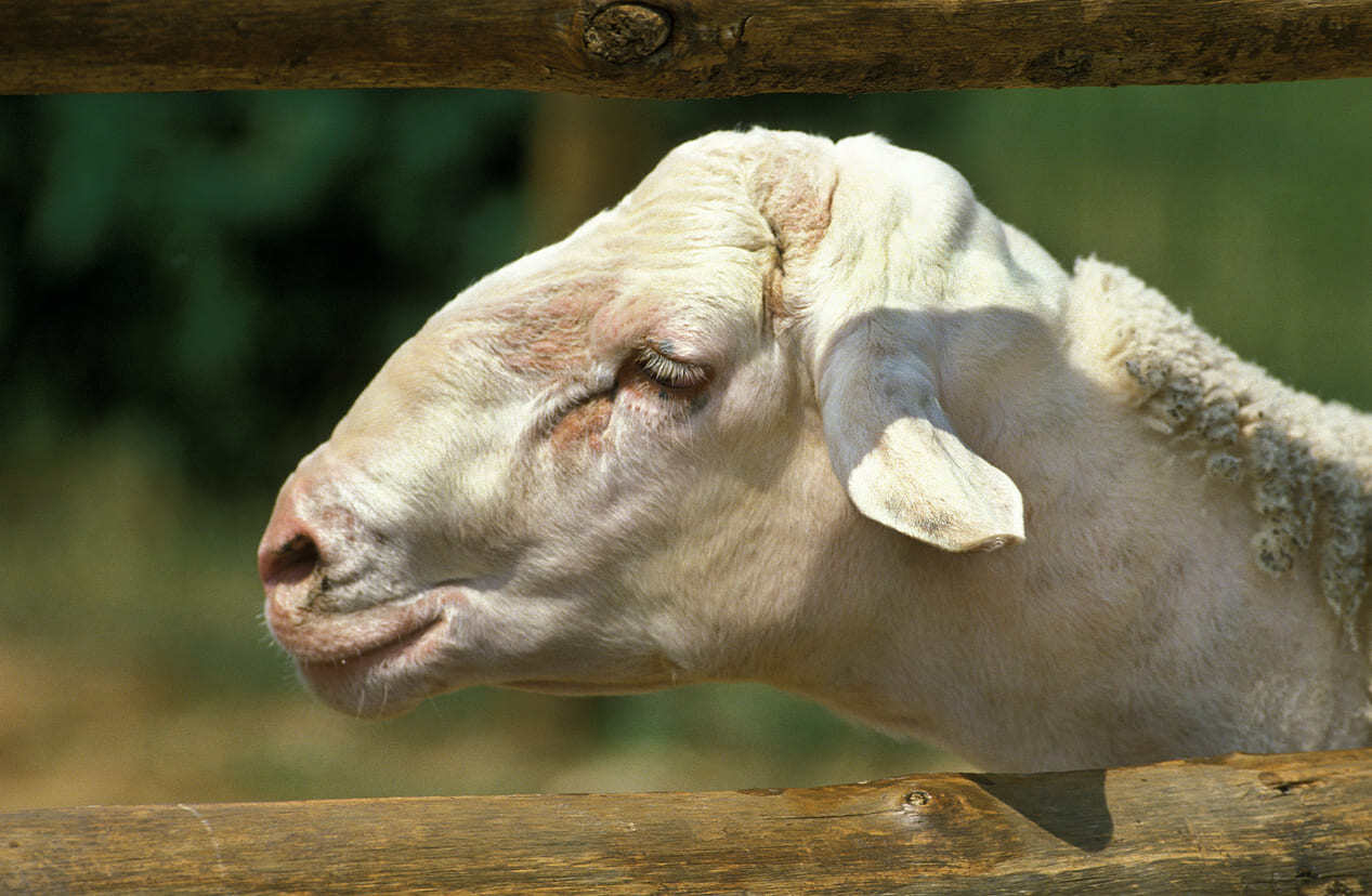 5 Top Dairy Sheep Breeds For Exceptional Milk Production