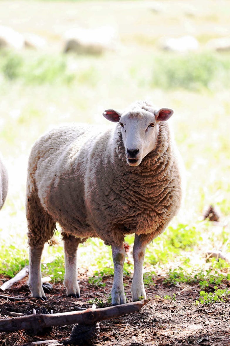 5 top dairy sheep breeds for exceptional milk production