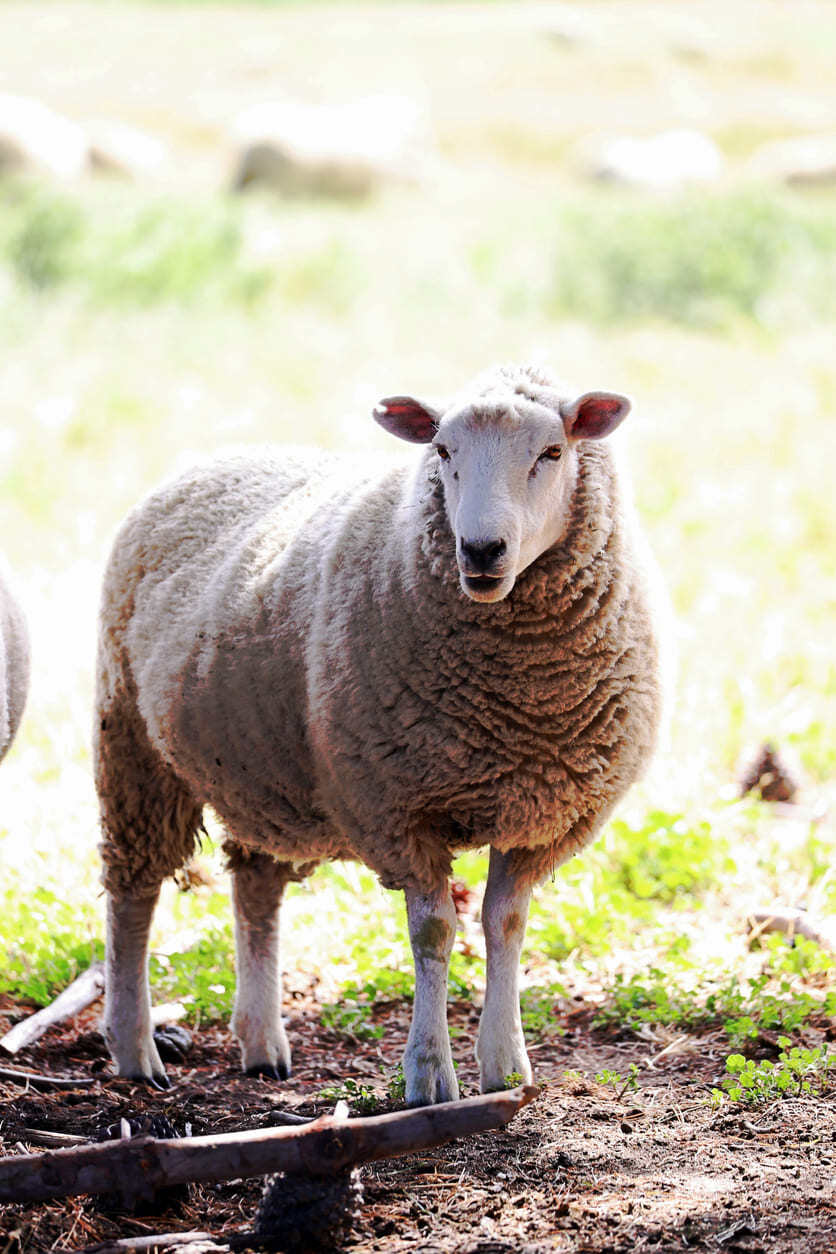 5 top dairy sheep breeds for exceptional milk production