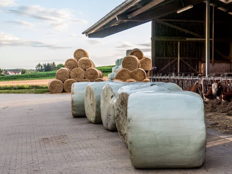 Los beneficios del silo de maíz para el ganado