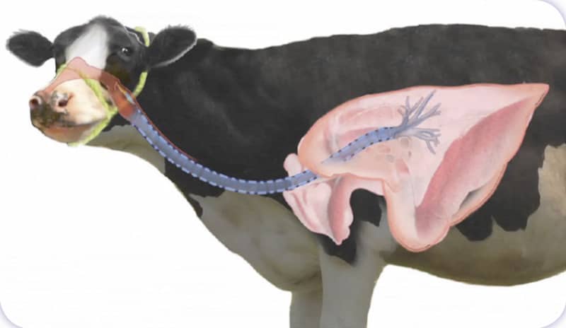 Síndrome respiratorio bovino y Mycoplasma bovis