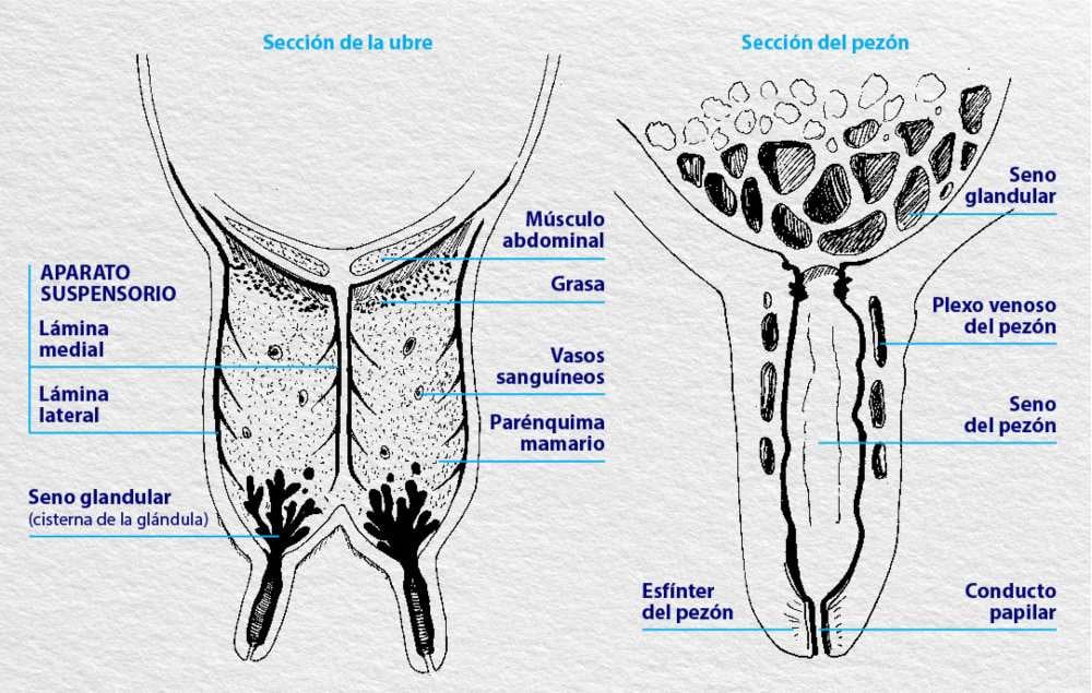 Ubre de vaca: Conoce su morfología