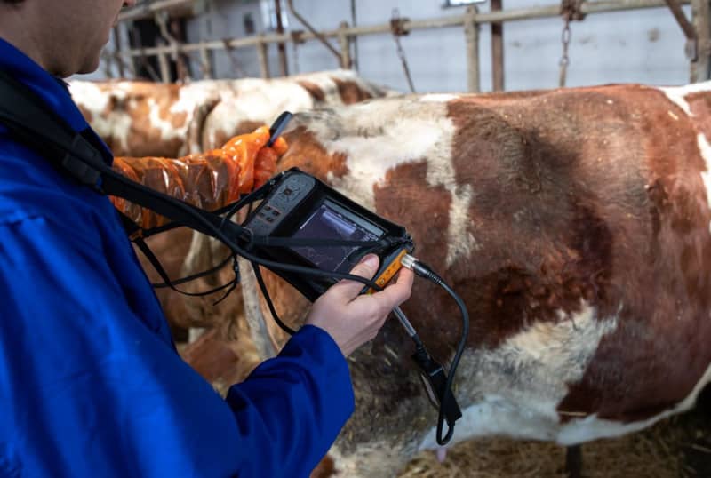 Vacas lecheras: Cómo valorar nuestra gestión de la reproducción