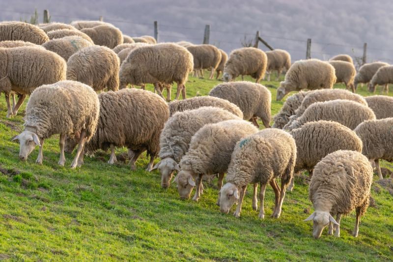 Vuelve la viruela ovina 55 años después de su erradicación